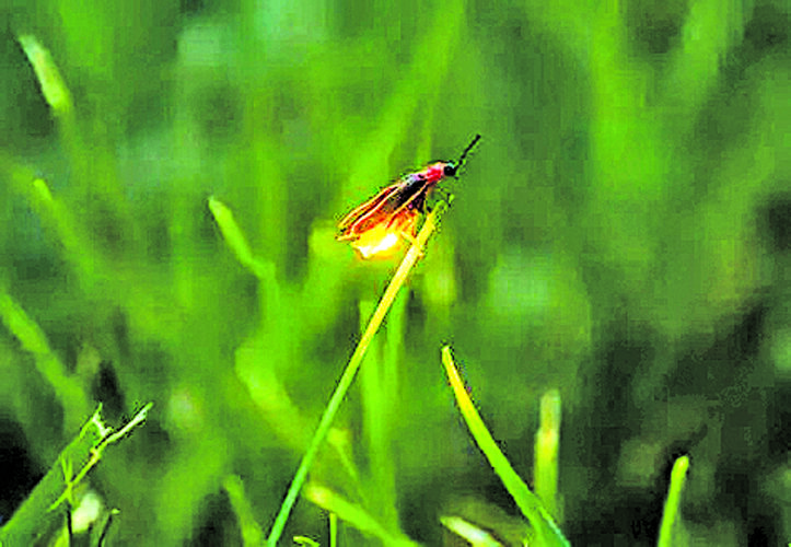 Fireflies-3 | News, Sports, Jobs - The Sentinel